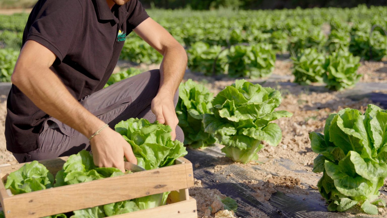 Agromart: Best Quality and Gourmet Products on Mallorca