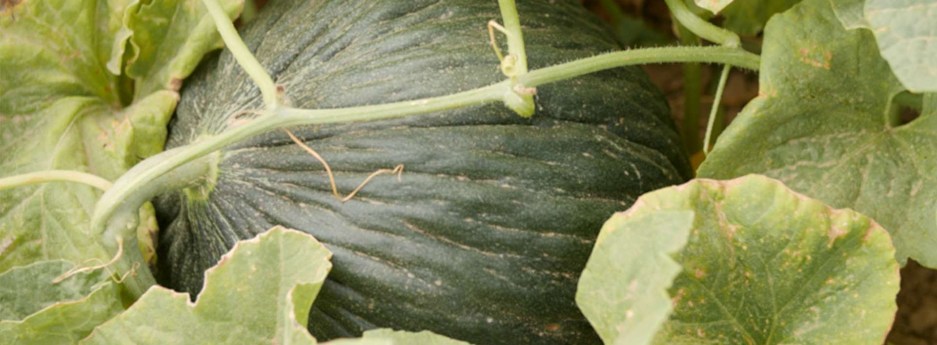 The Fei Melon local variety – Agromart