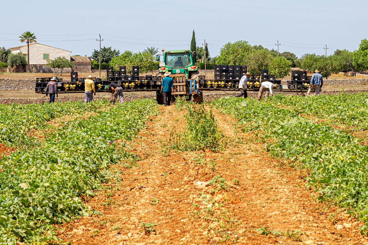 Marina melon from Son Mesquida refreshes you this summer – Agromart